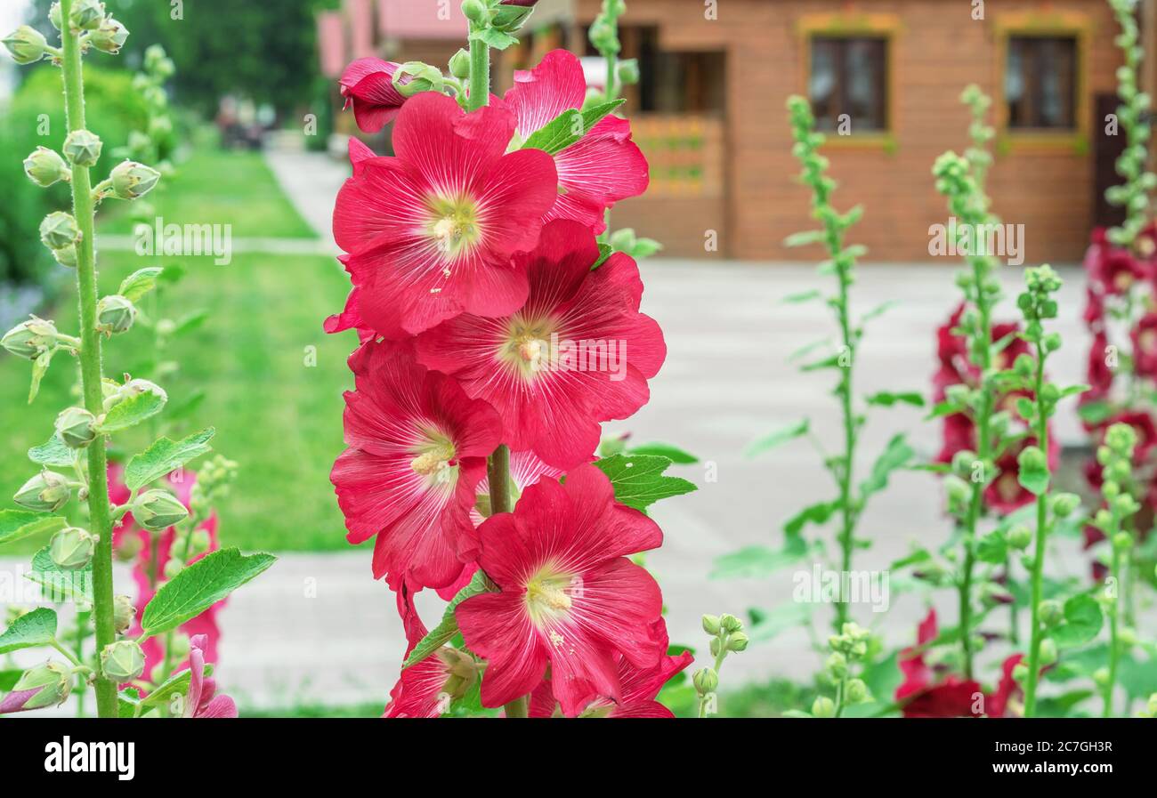 Red flowers of mallow (lat. Alcea rosea) on the background of a wooden ...
