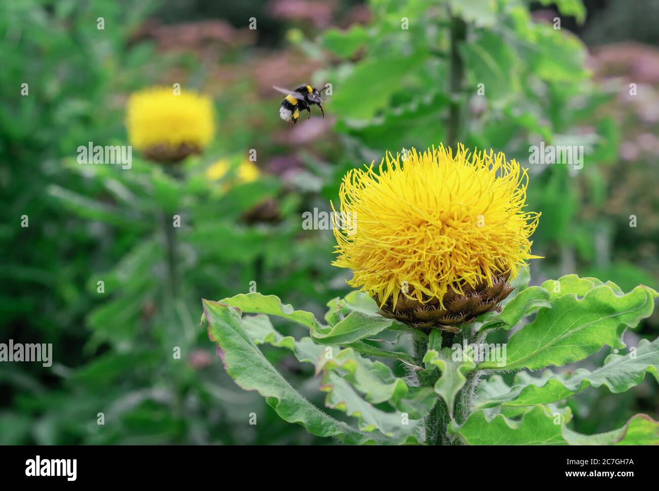 Yellow Giant Cornflower (Centaurea macrocephala) with a bee collecting ...
