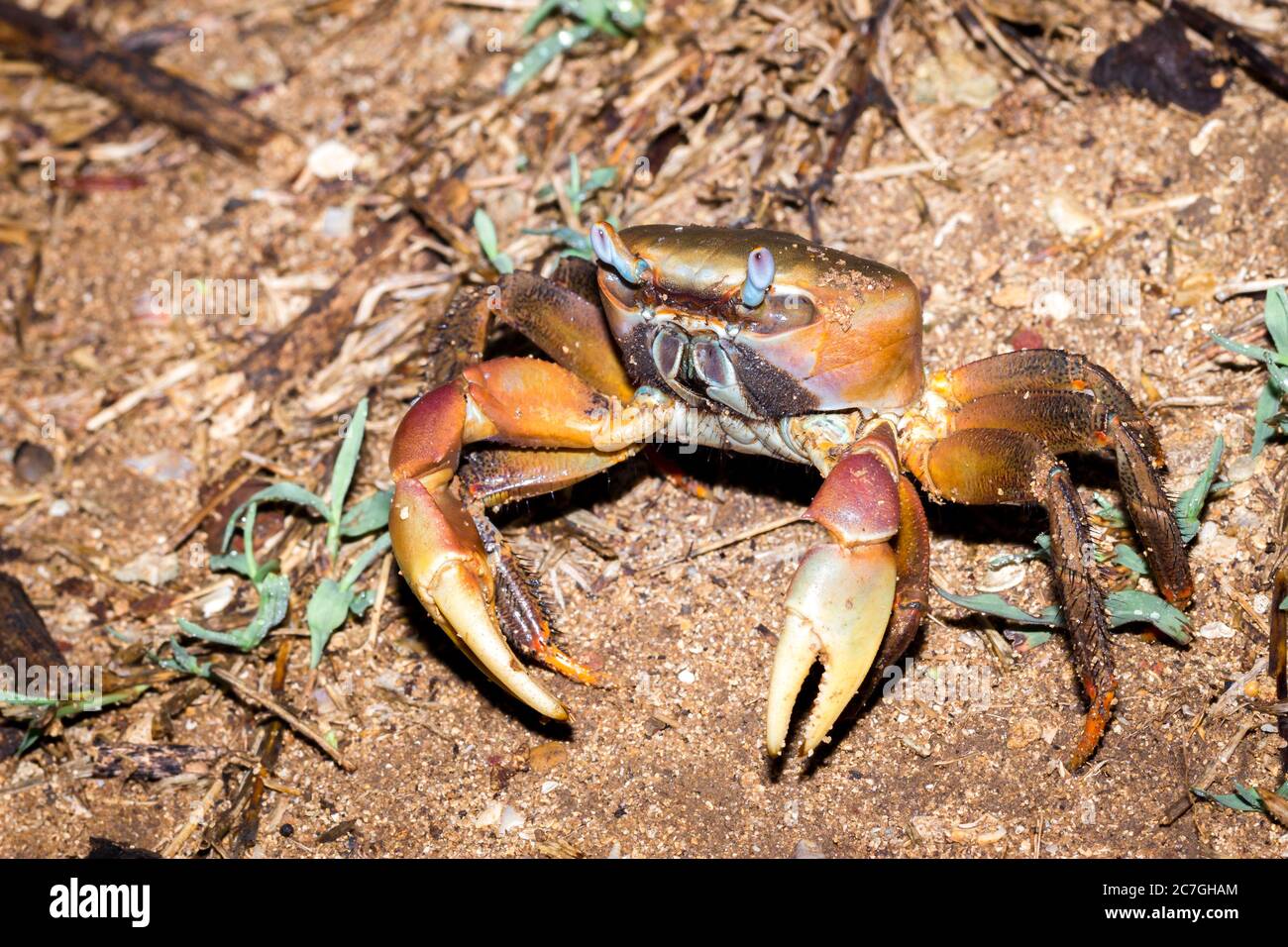 Orange mangrove crab on the beach, Madagascar Stock Photo - Alamy