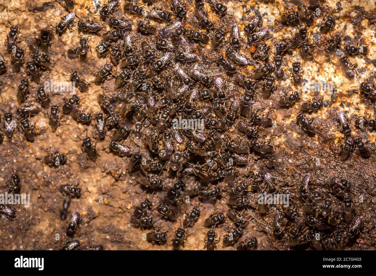 Bee swarm africa hi-res stock photography and images - Alamy