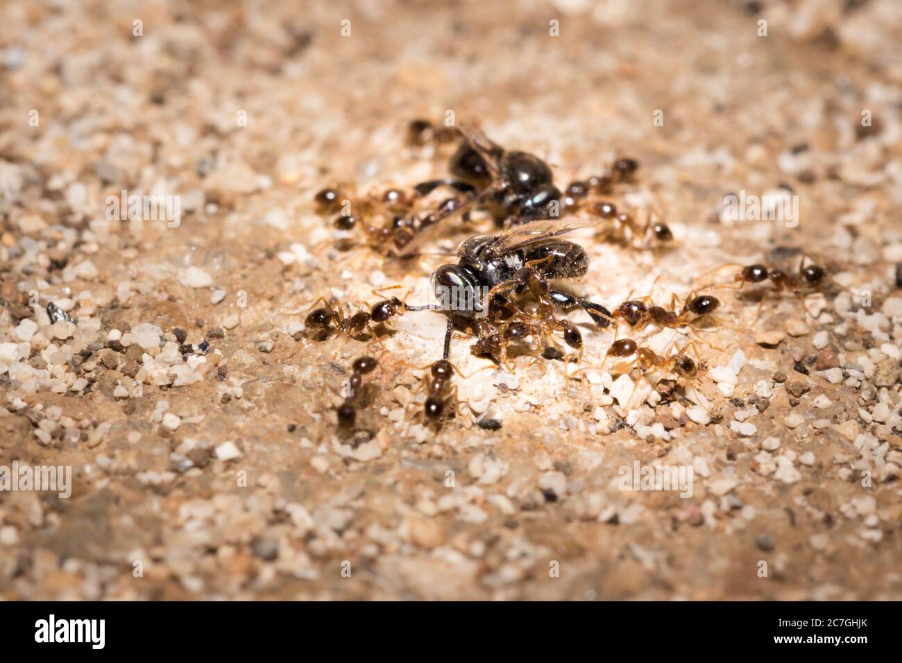 Swarm of sweat bees fighting eachother, Nosy Komba, Madagascar Stock ...
