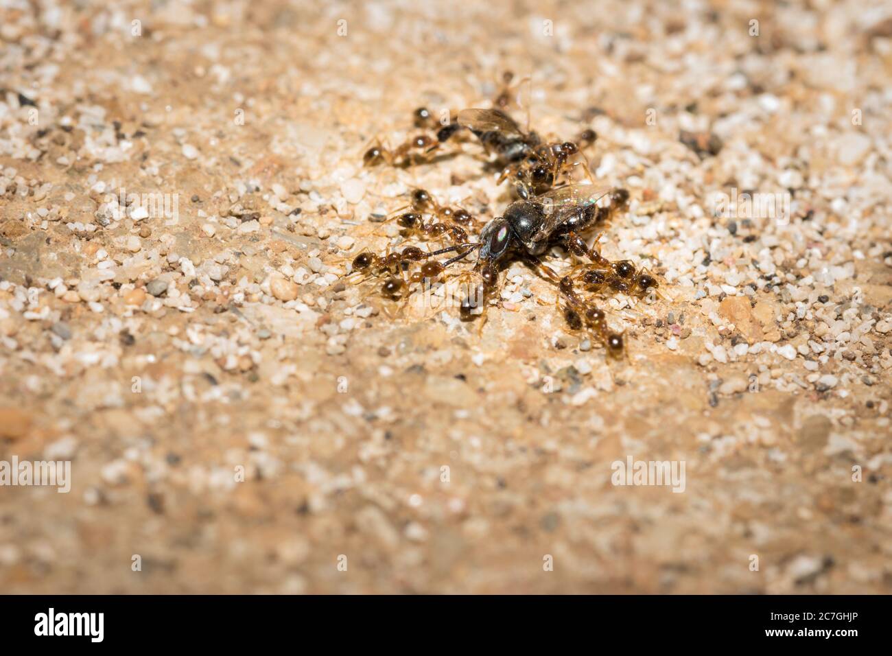 Swarm of sweat bees fighting eachother, Nosy Komba, Madagascar Stock ...