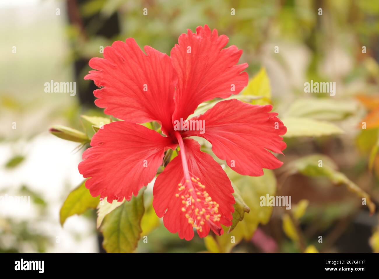 Five fused petals hi-res stock photography and images - Alamy