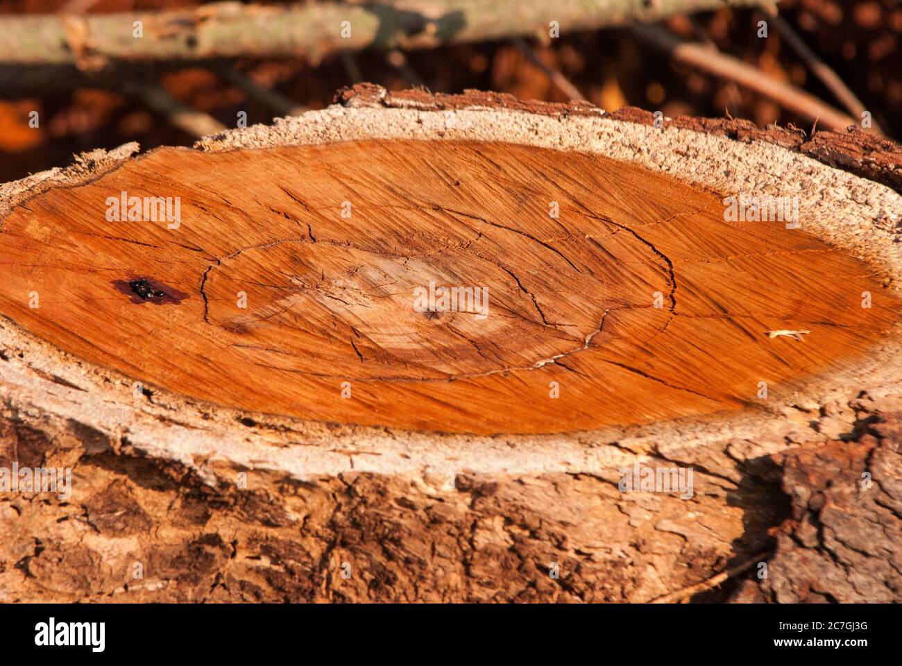 Red wood tree stump Stock Photo - Alamy