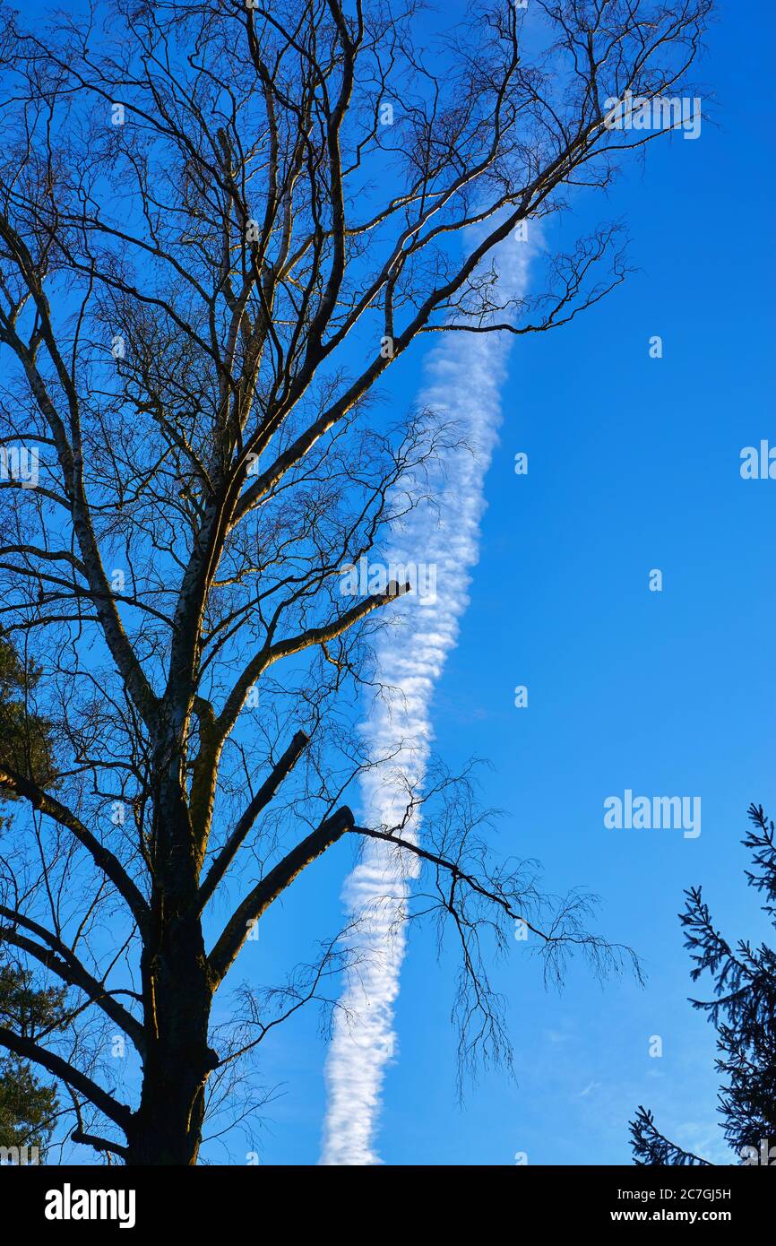 View of blue sky with clouds line and tree. Ecological concept Stock ...