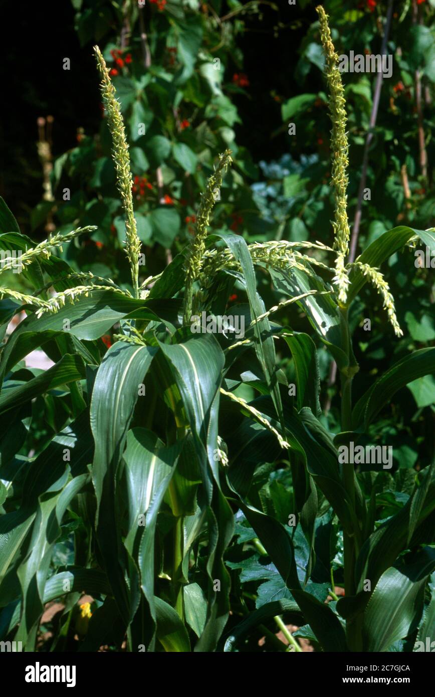 Growing corn crops hi-res stock photography and images - Alamy