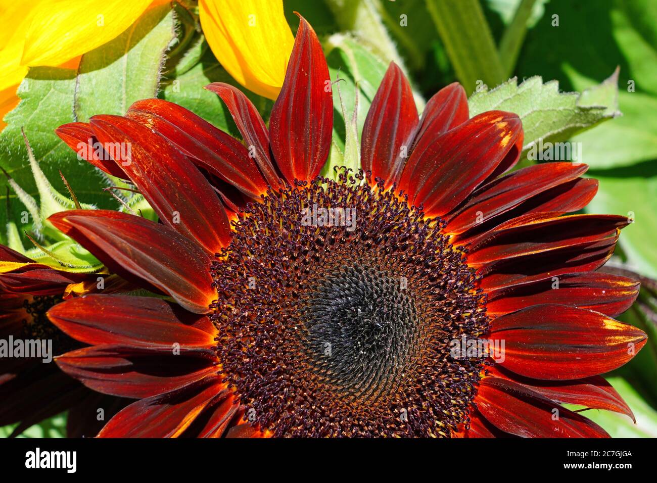Maroon Sunflower High Resolution Stock Photography and Images - Alamy