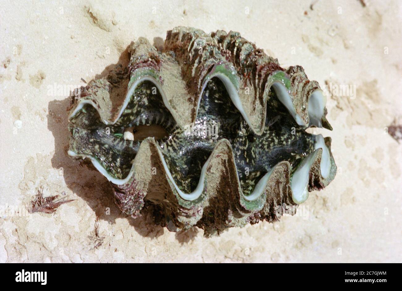 Clam Shell on Shequag Beach Saudi Arabia Stock Photo - Alamy