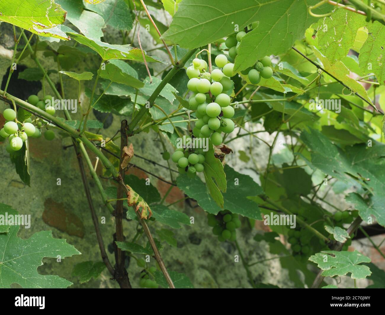 grapevine aka vine plant (scientific name Vitis vinifera Stock Photo ...