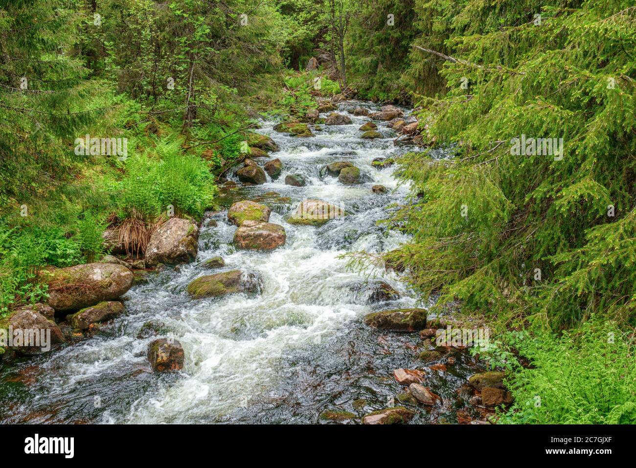 Beautiful forest with a river Stock Photo - Alamy
