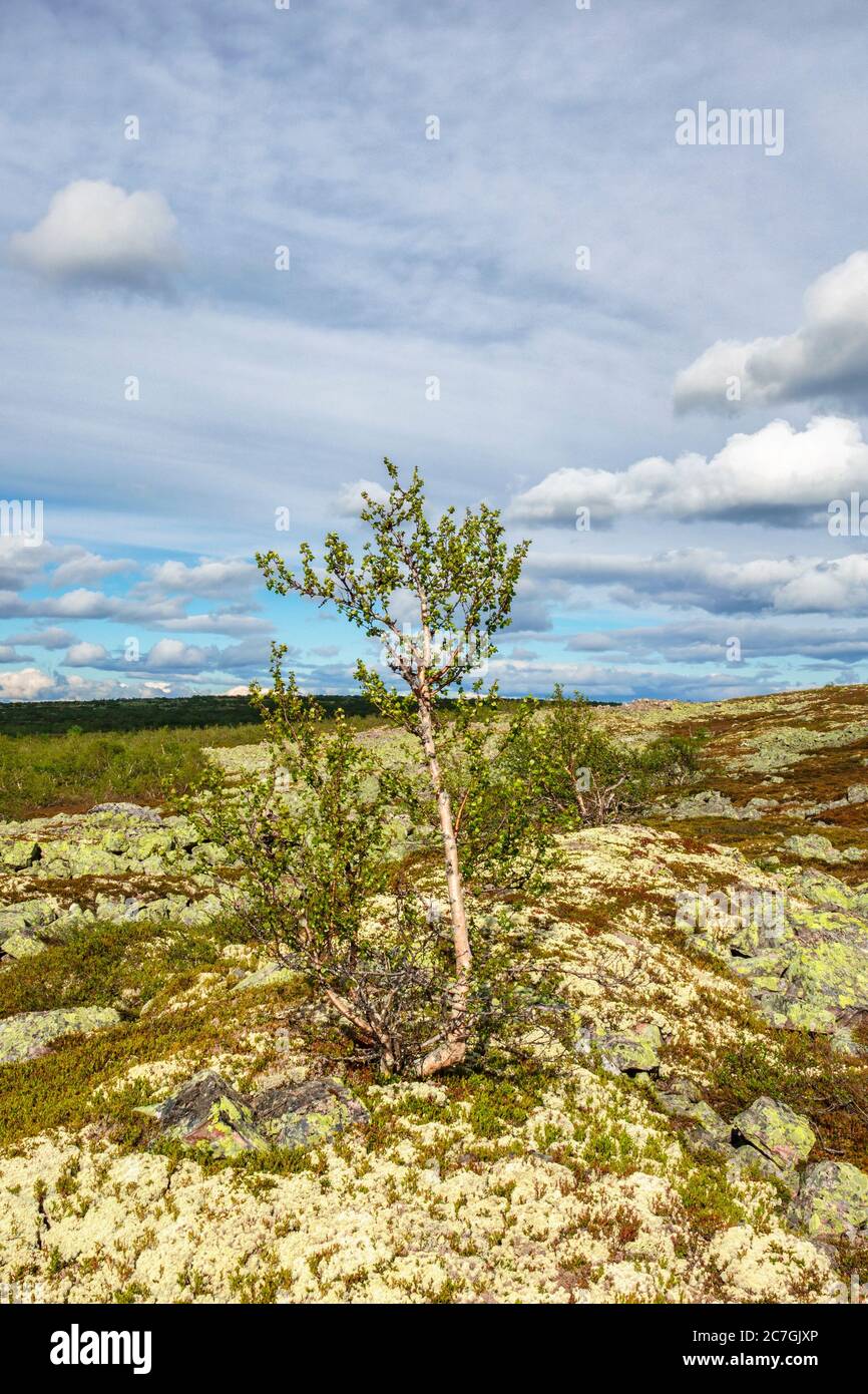 Moor birch tree on a mountain plateau in the swedish mountains Stock ...