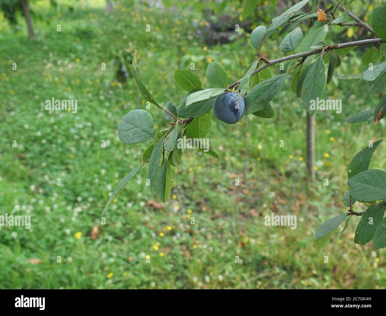 plum prune vegetarian fruit food (scientific name Prunus domestica aka ...