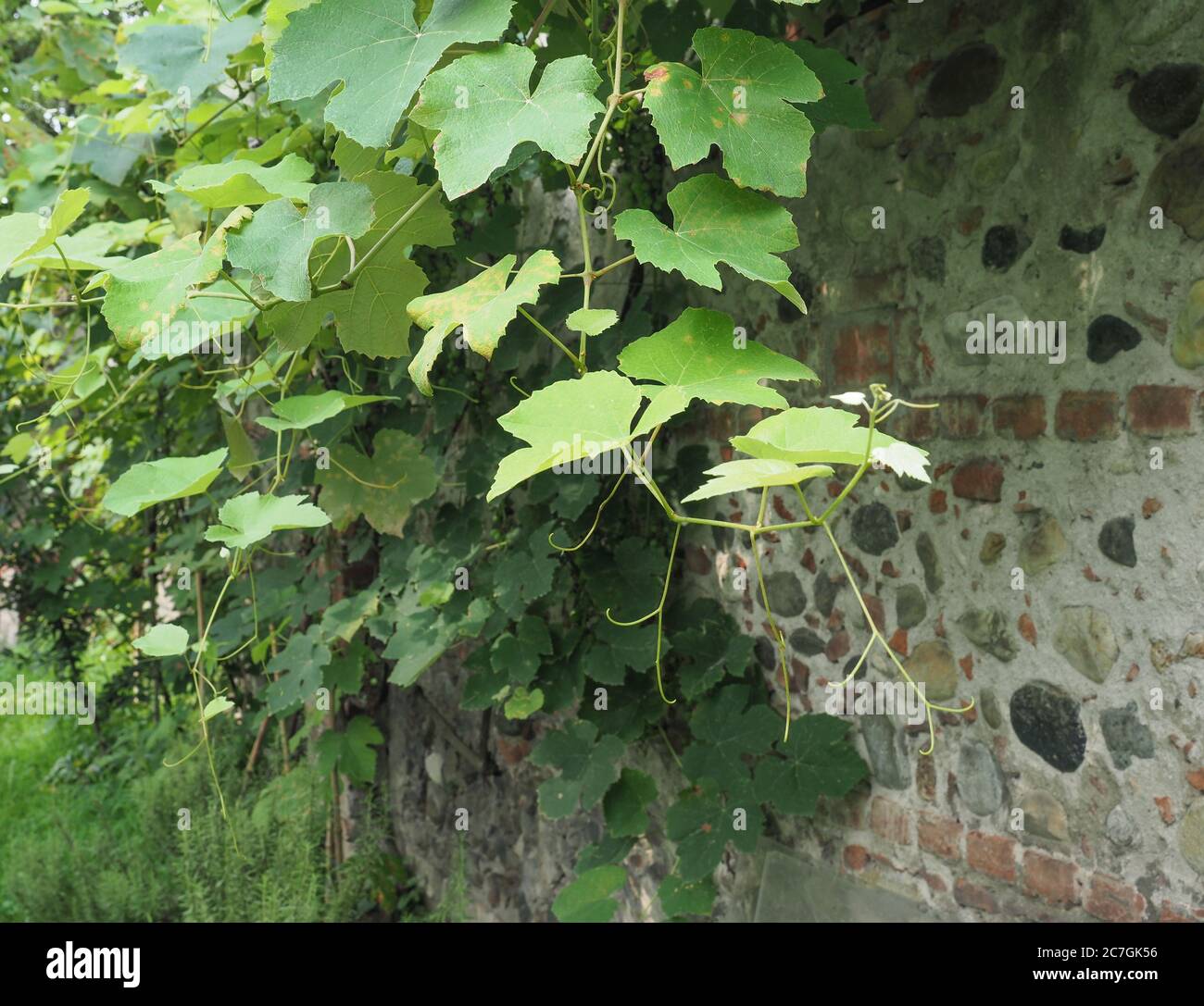 grapevine aka vine plant (scientific name Vitis vinifera Stock Photo ...