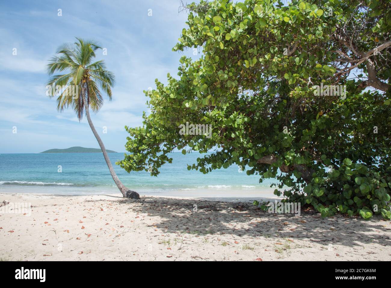 Cramer's Park beach with leaning palm tree and view of Buck Island on ...
