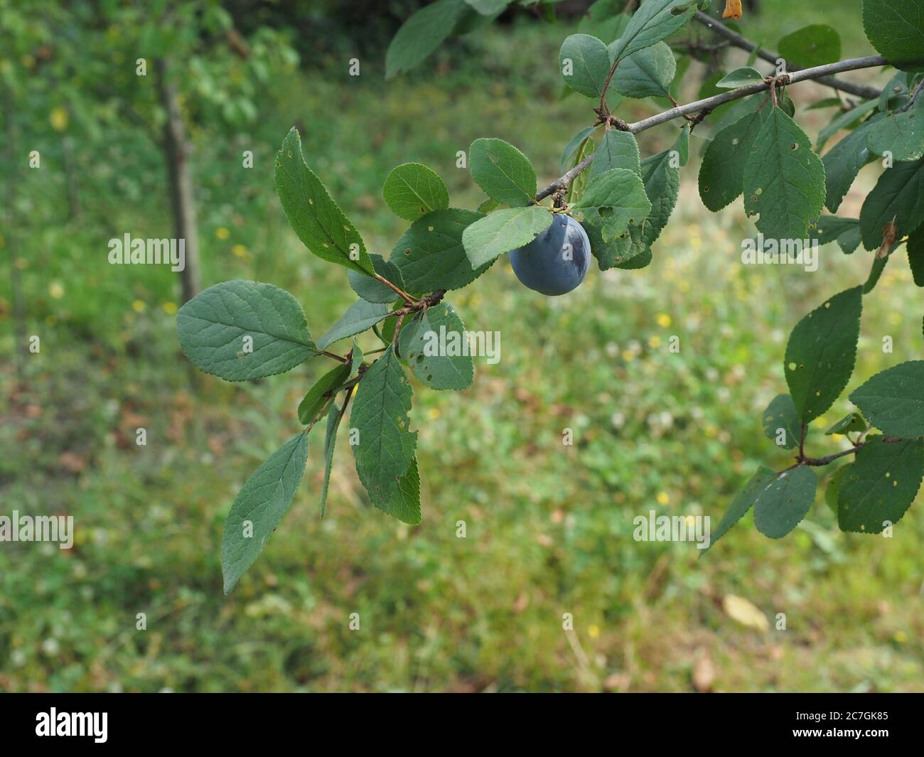 plum prune vegetarian fruit food (scientific name Prunus domestica aka ...