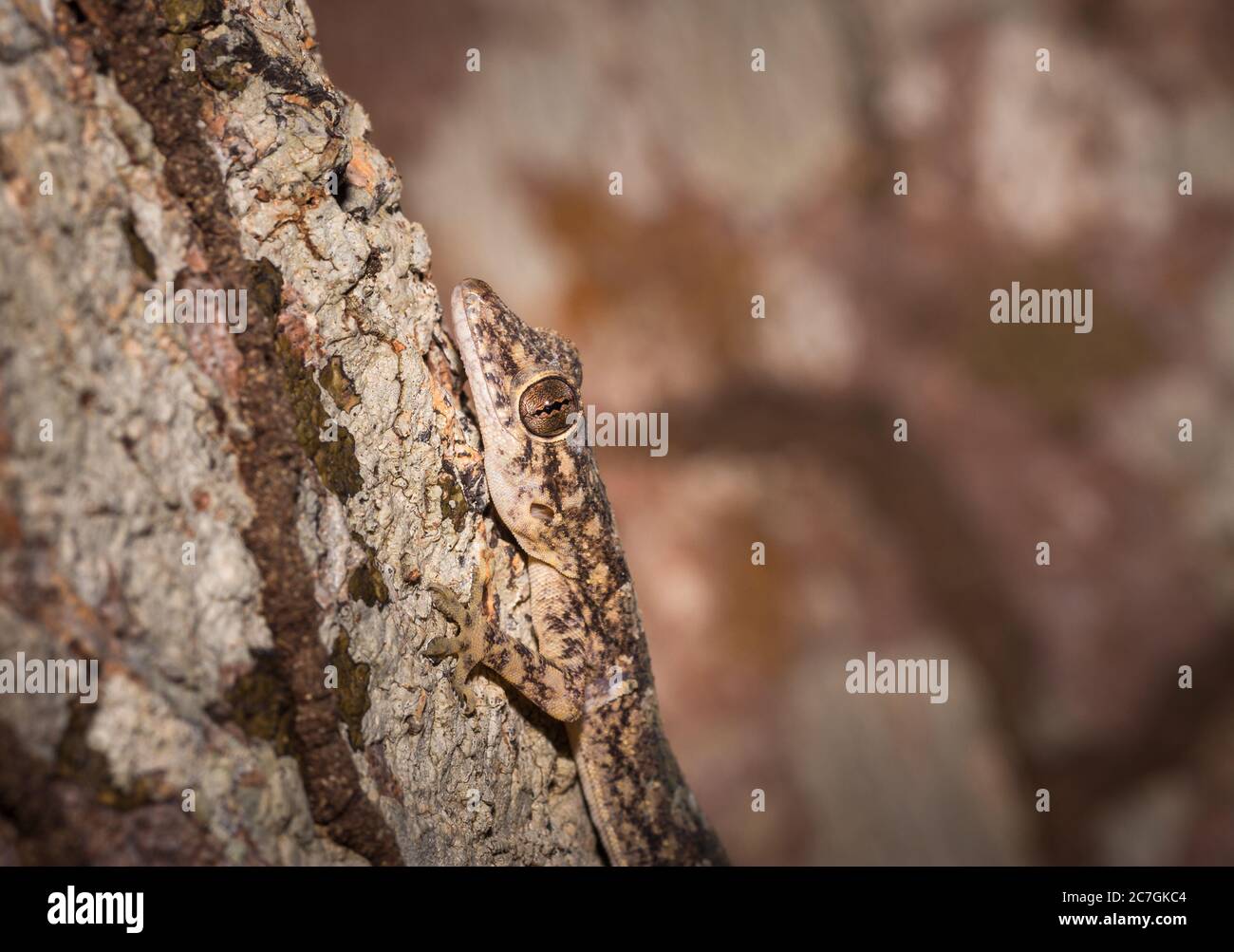 Common Grey's house gecko (Hemidactylus mercatorius) lying on a tree ...