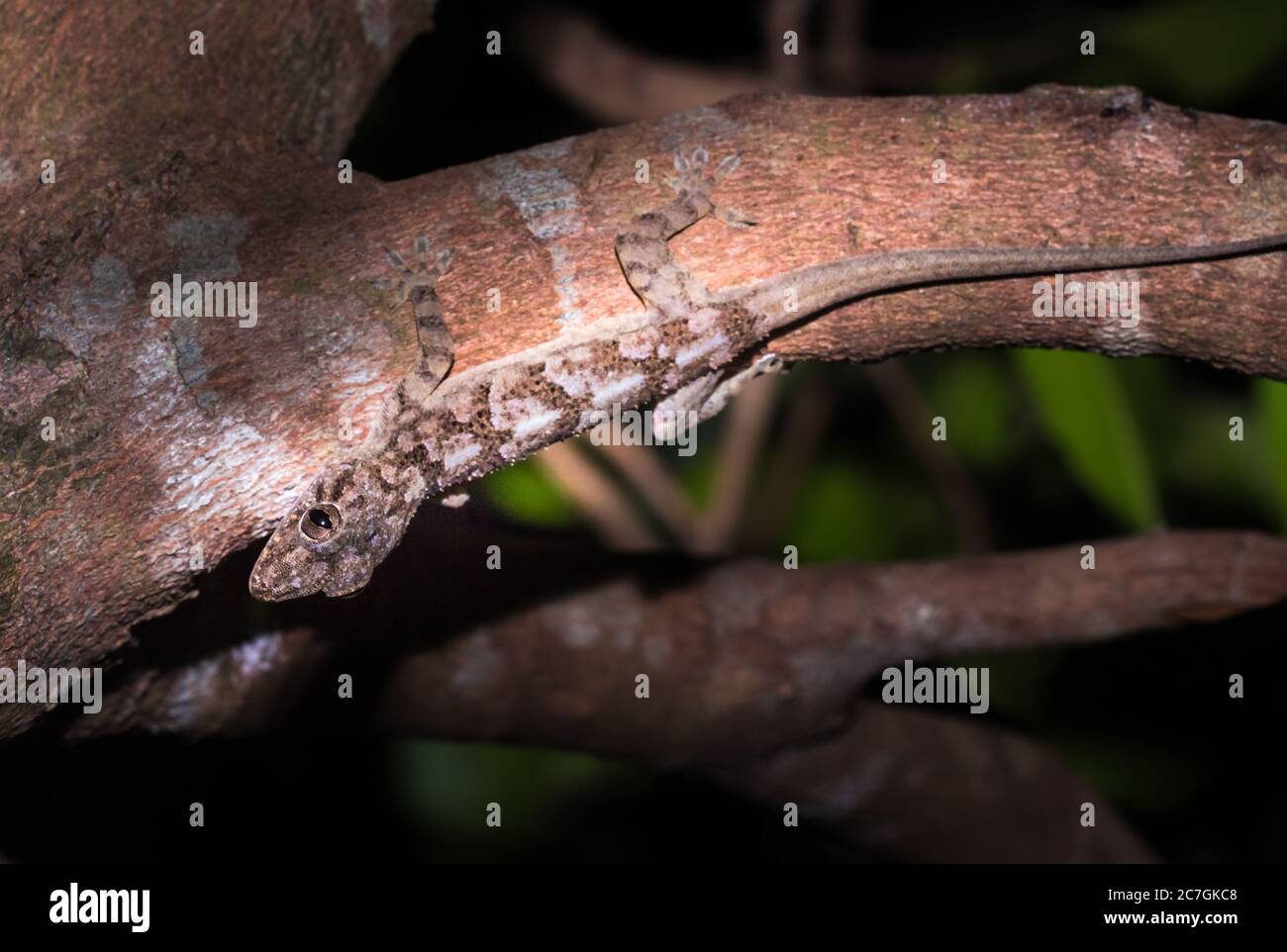Common Grey's house gecko (Hemidactylus mercatorius) lying on a tree ...