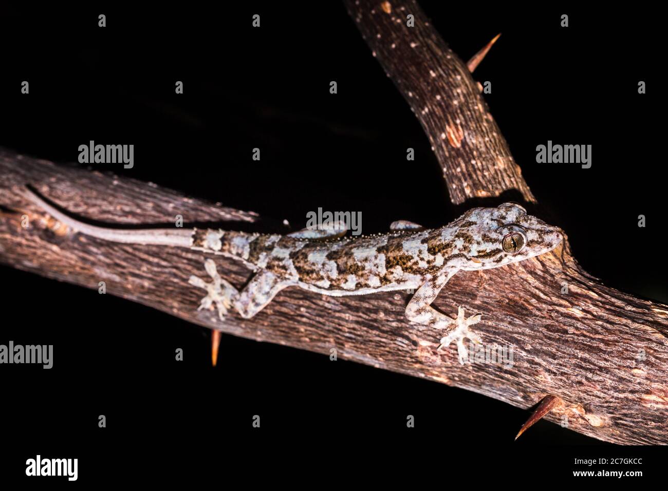 Common Grey's house gecko (Hemidactylus mercatorius) lying on a tree ...