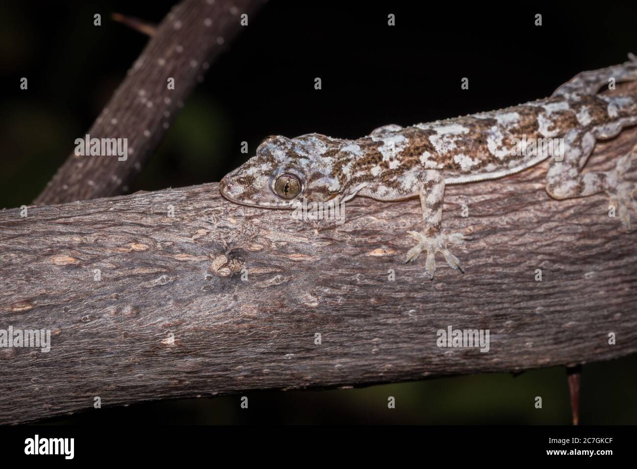 Common Grey's house gecko (Hemidactylus mercatorius) lying on a tree ...