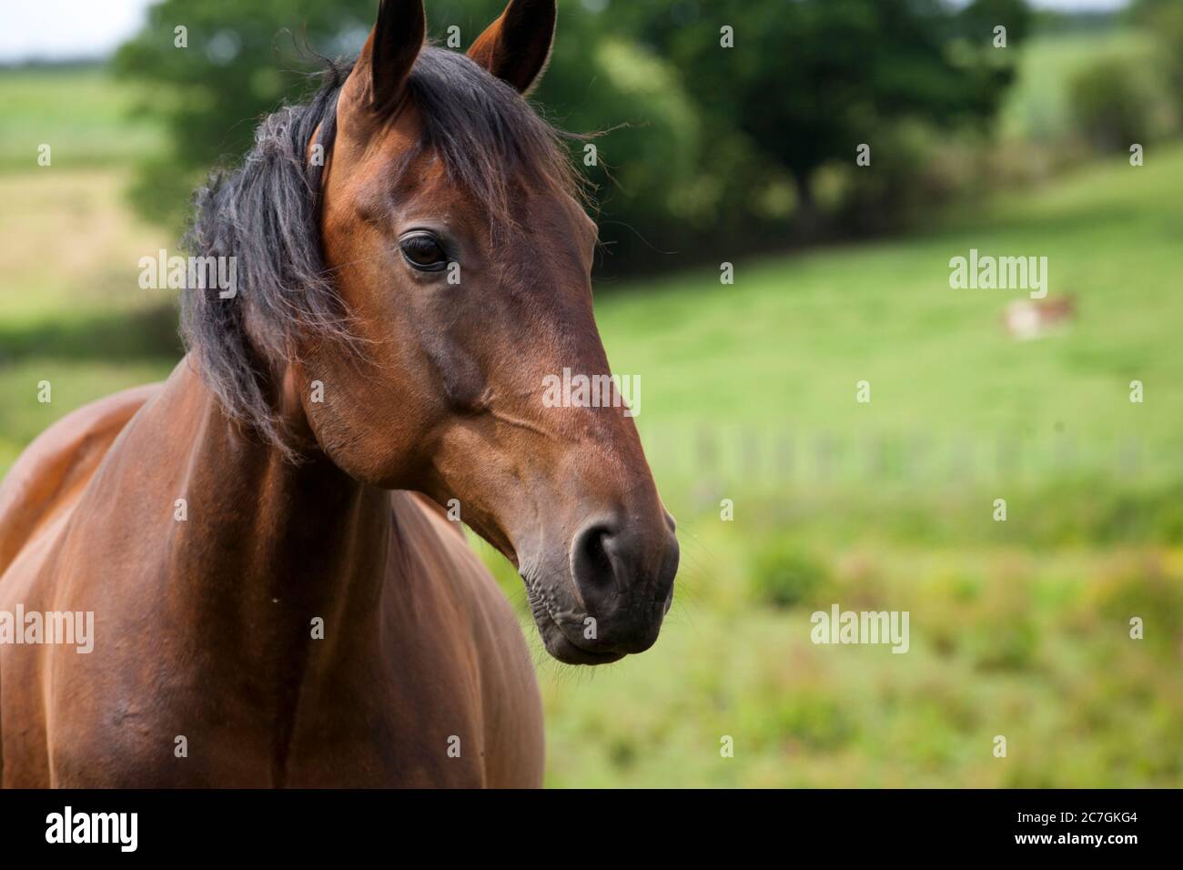 Taxonomic family equidae hi-res stock photography and images - Alamy