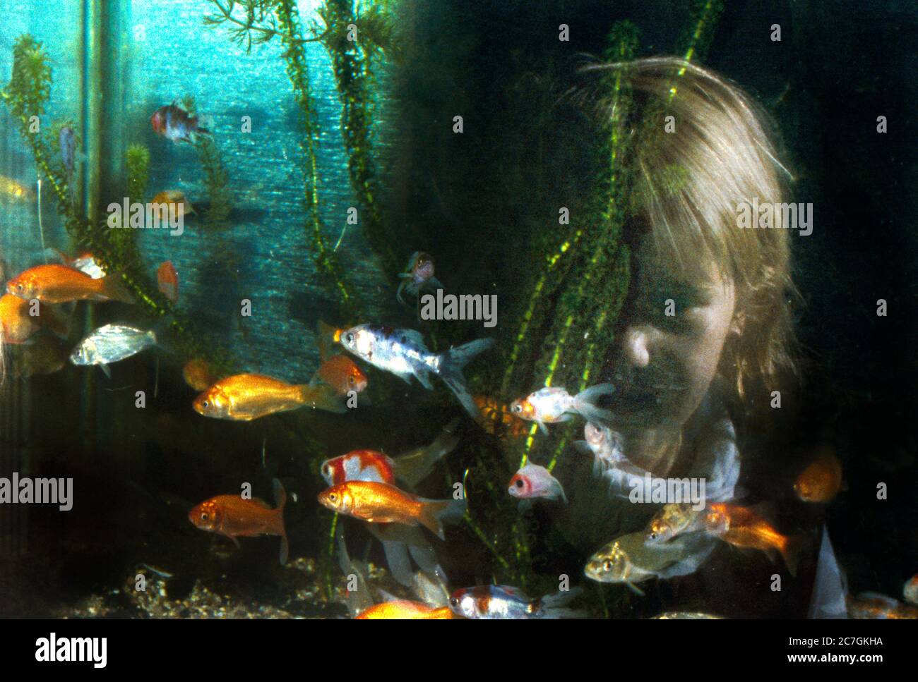 Pets fish tank hi-res stock photography and images - Alamy