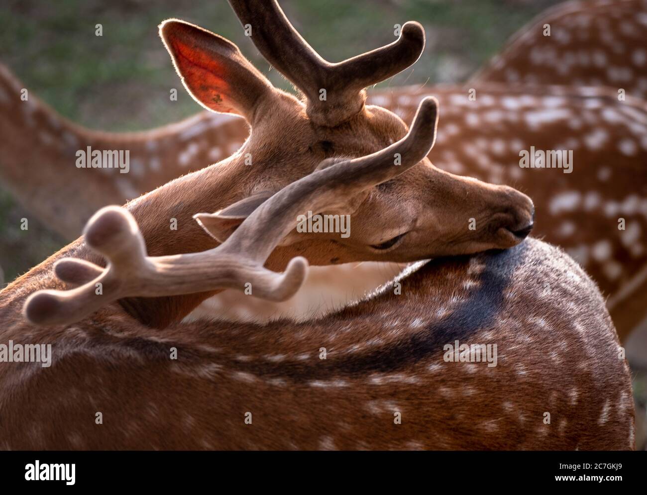 Cervid family hi-res stock photography and images - Alamy
