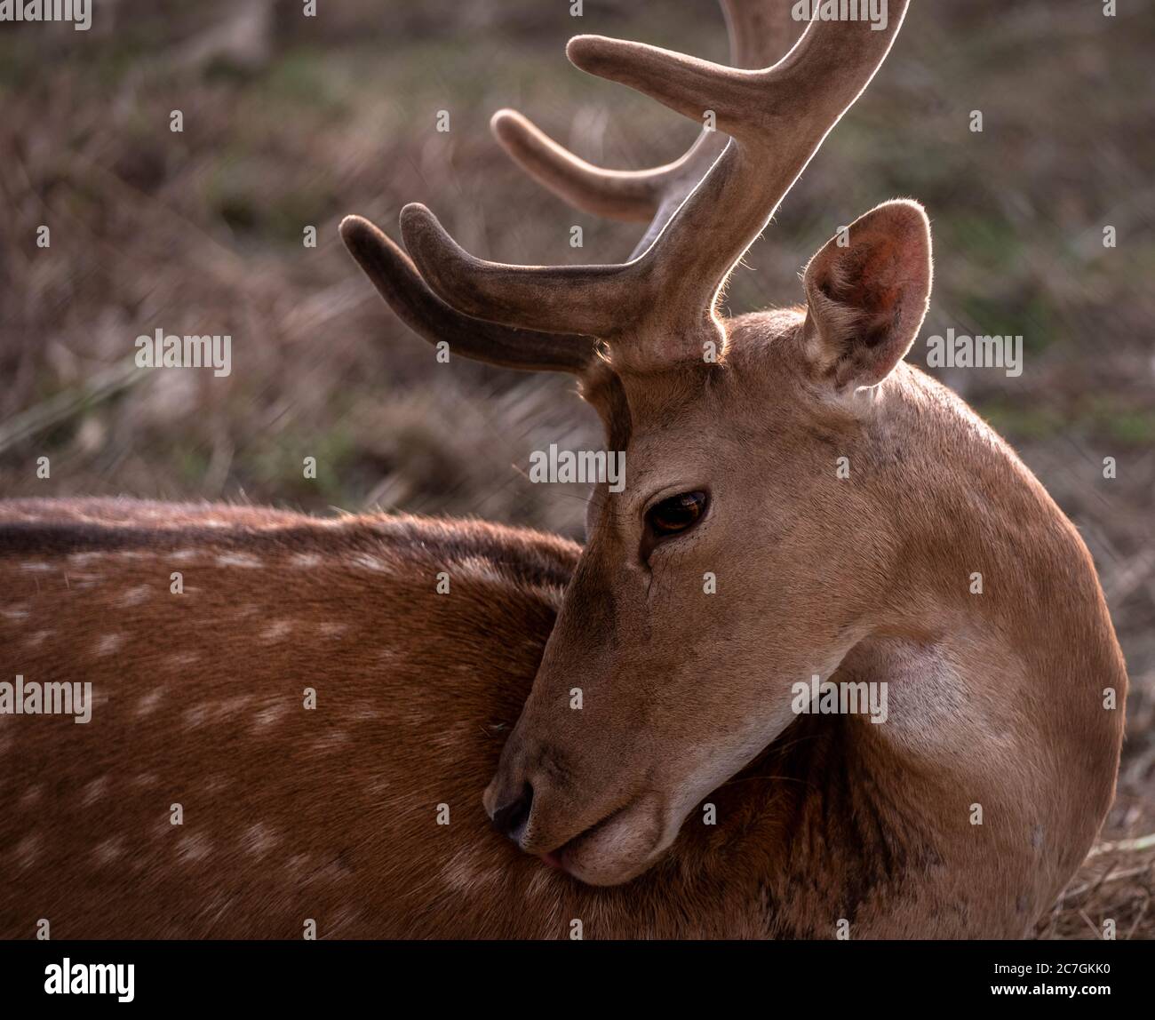 Cervid family hi-res stock photography and images - Alamy