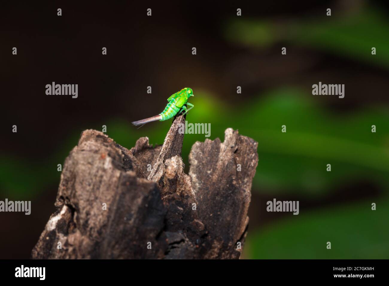 Green insect with long tail sitting on a tree branch, Nosy Komba ...