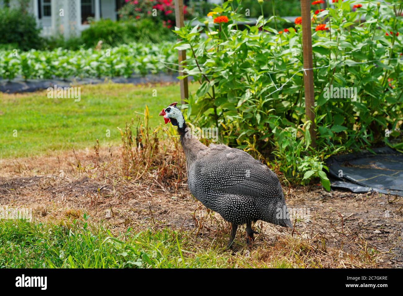Wild turkeys in a New Jersey garden Stock Photo - Alamy