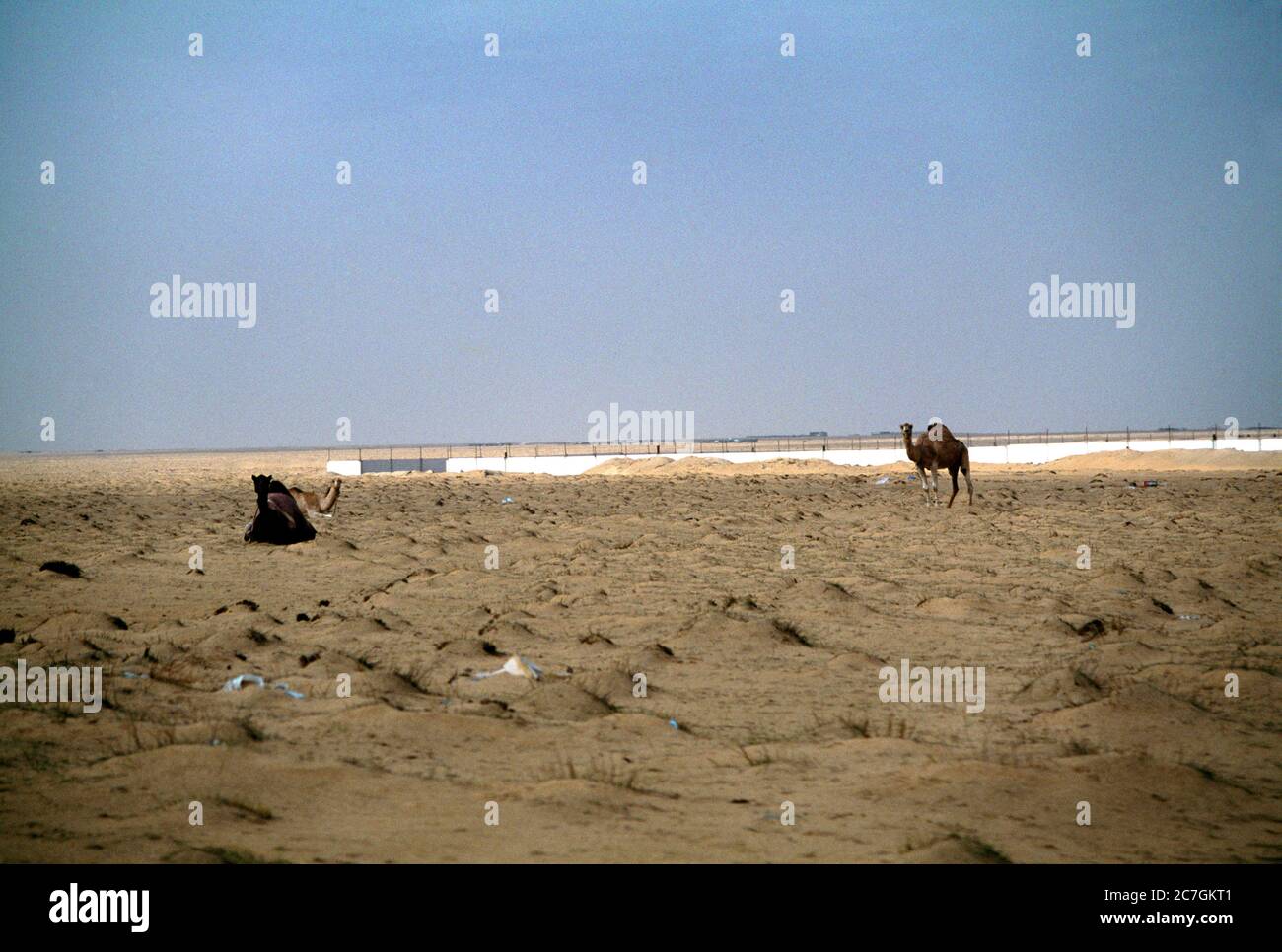 Kuwait camel hi-res stock photography and images - Alamy