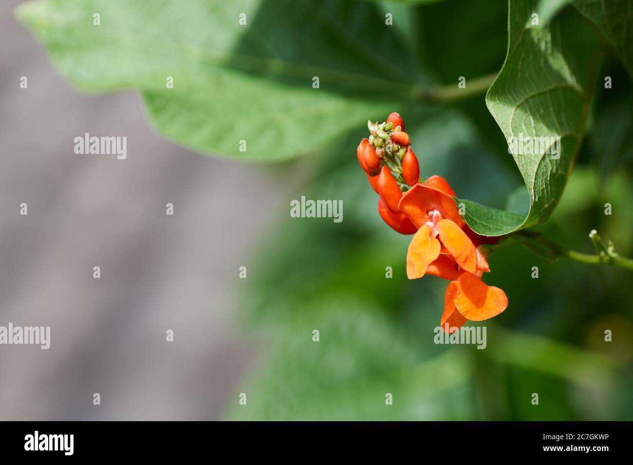 Red kidney bean field hi-res stock photography and images - Alamy