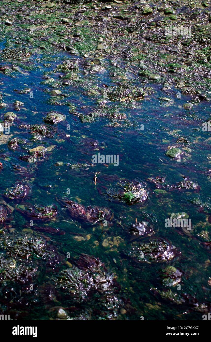 Devon England Lynmouth Seaweed in Rock Pools Stock Photo - Alamy