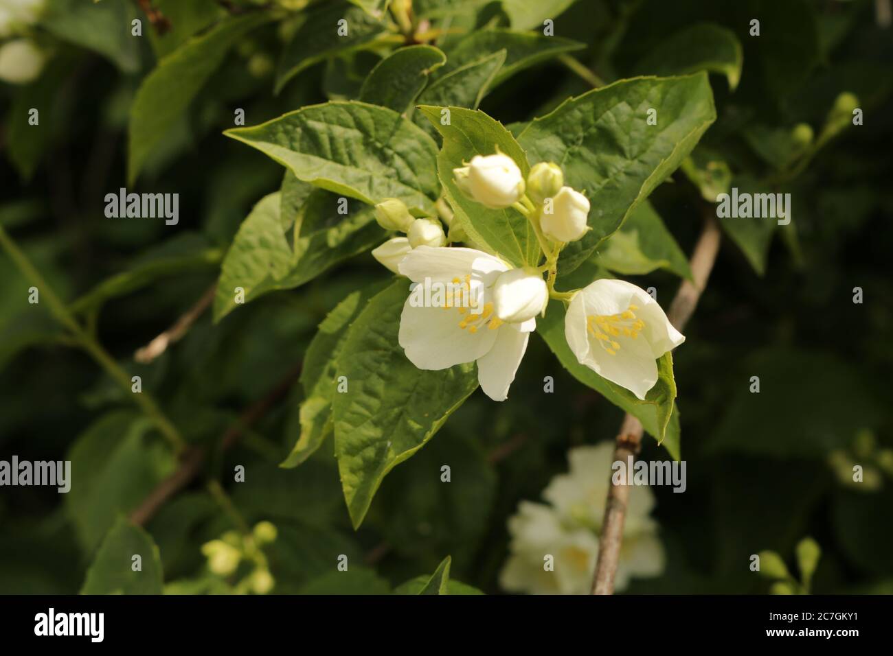 Wild jasmine hi-res stock photography and images - Alamy