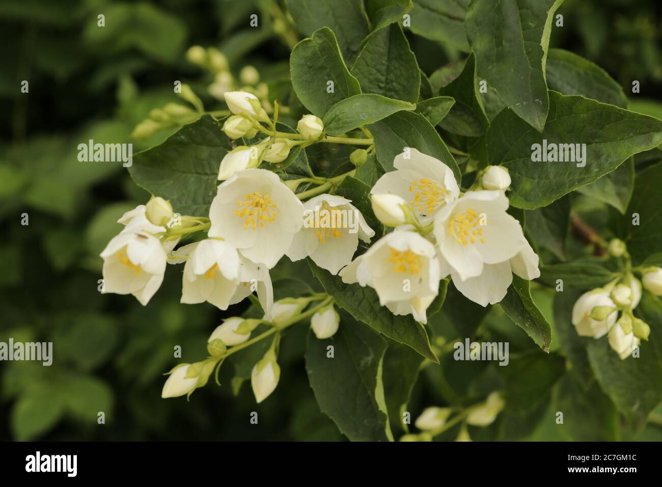 Wild jasmine blooming in early spring Stock Photo - Alamy