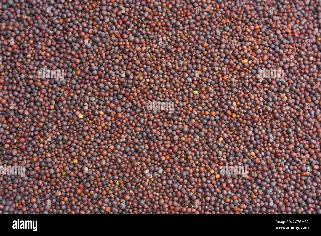 Close Up Background Texture Of A Pile Of Black Mustard Seeds Stock ...