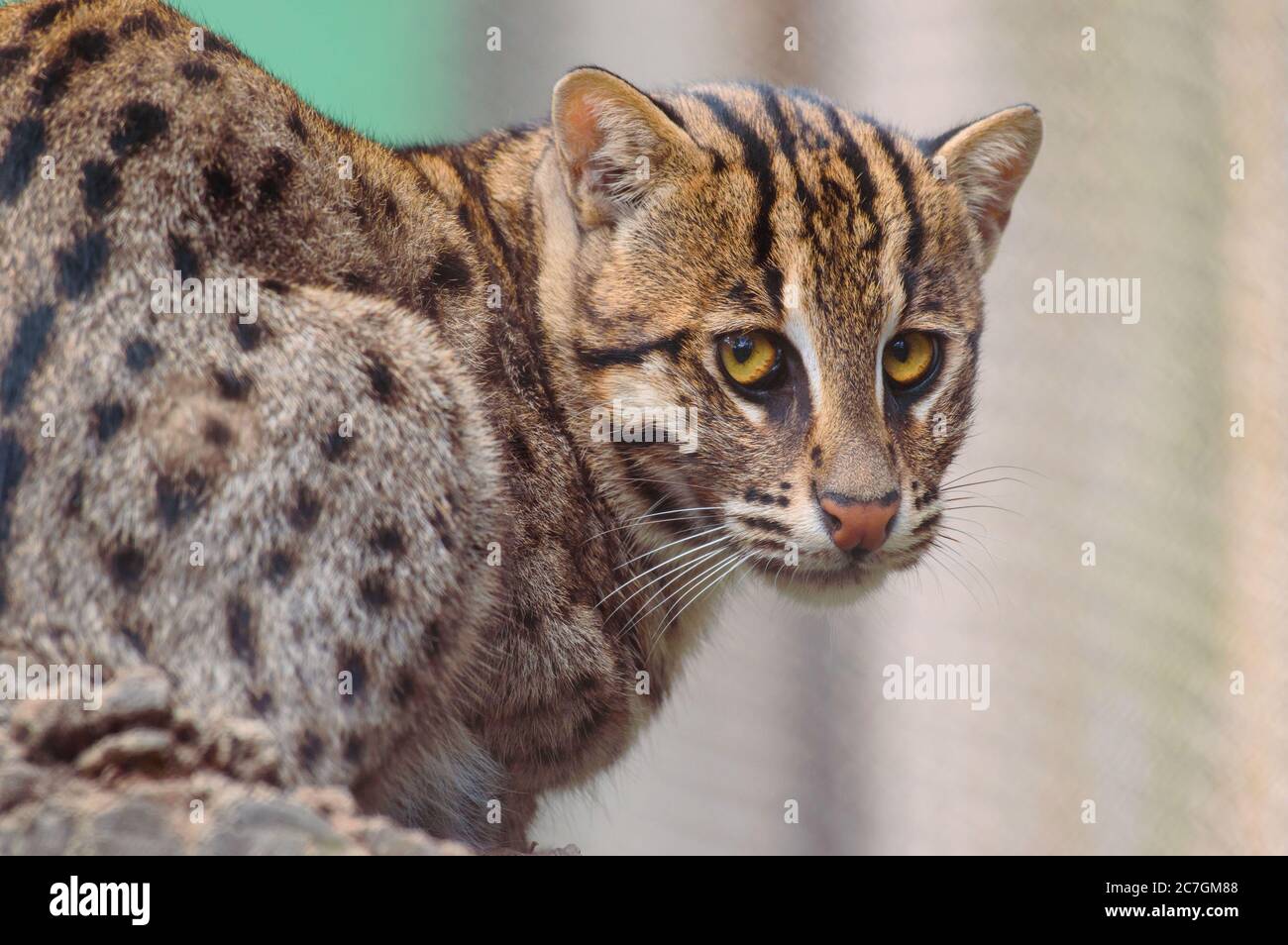 Asian wildcat hi-res stock photography and images - Alamy