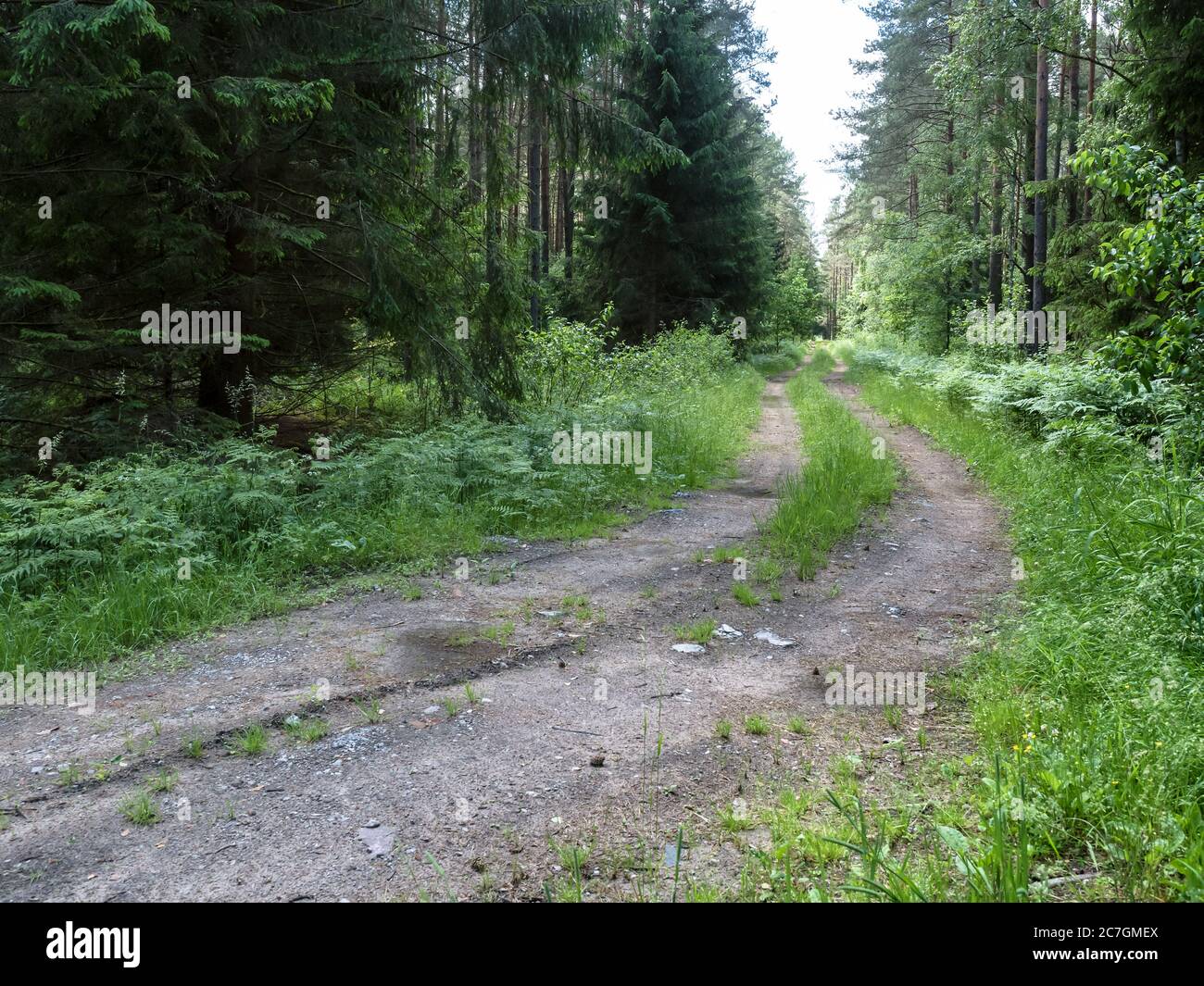 forest path, road in the forest in summer Stock Photo - Alamy
