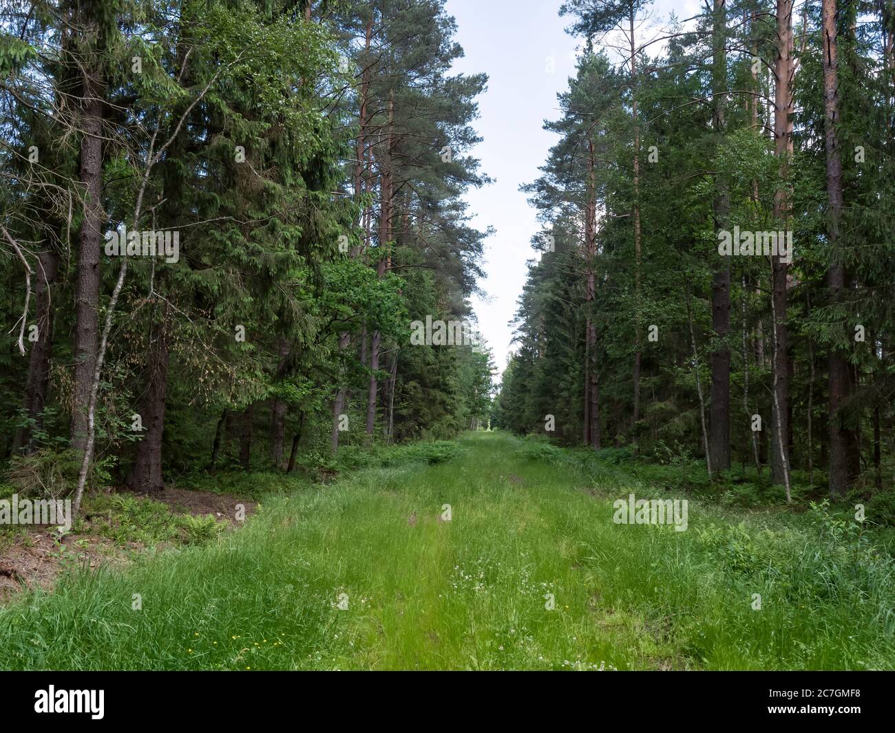 forest path, road in the forest in summer Stock Photo - Alamy