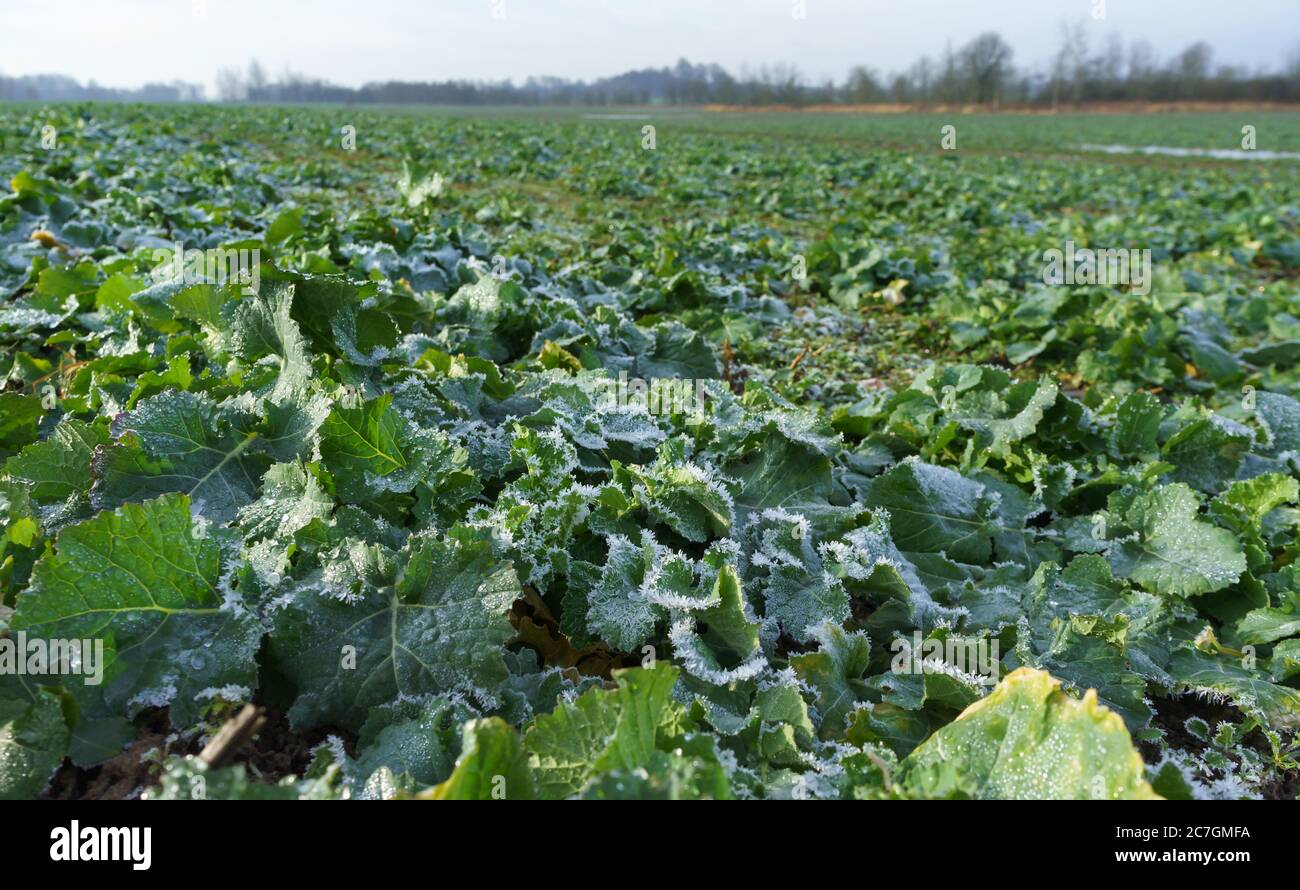 Planting corn seedlings hi-res stock photography and images - Alamy