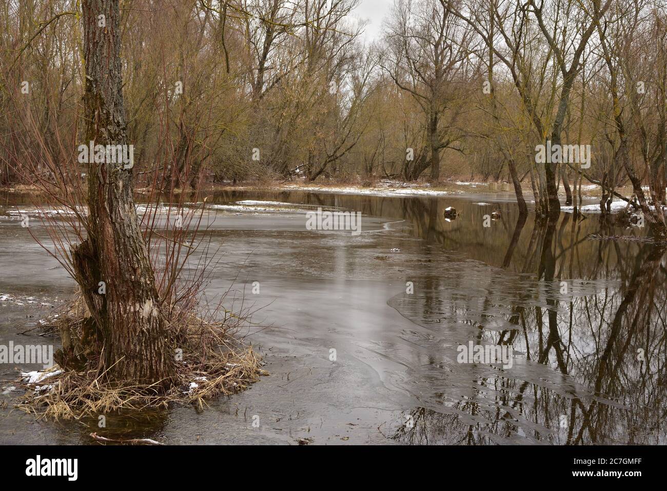 Flooded trees and frozen water in the floodplain of the river at the ...