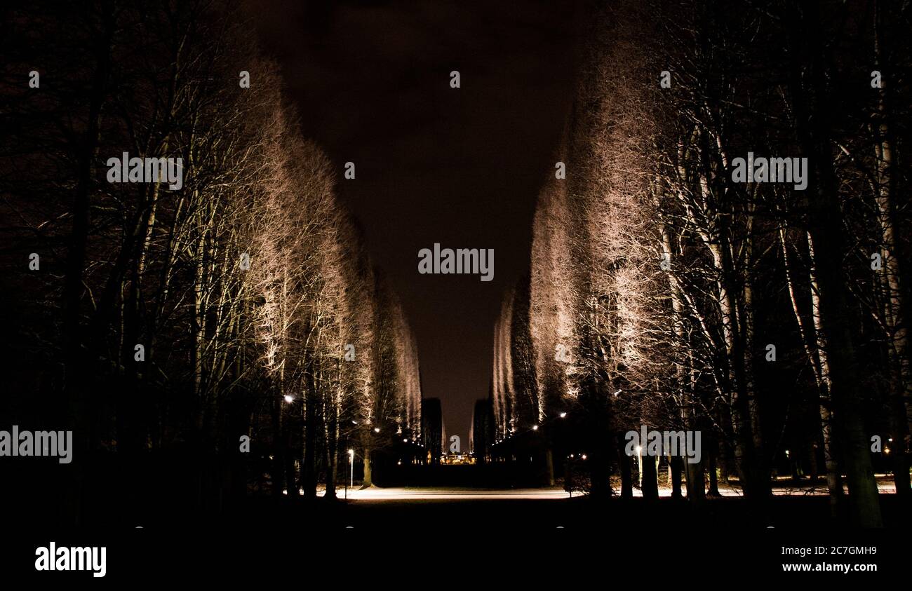 Pathway in the middle of tall leafless trees with lit street lights at ...