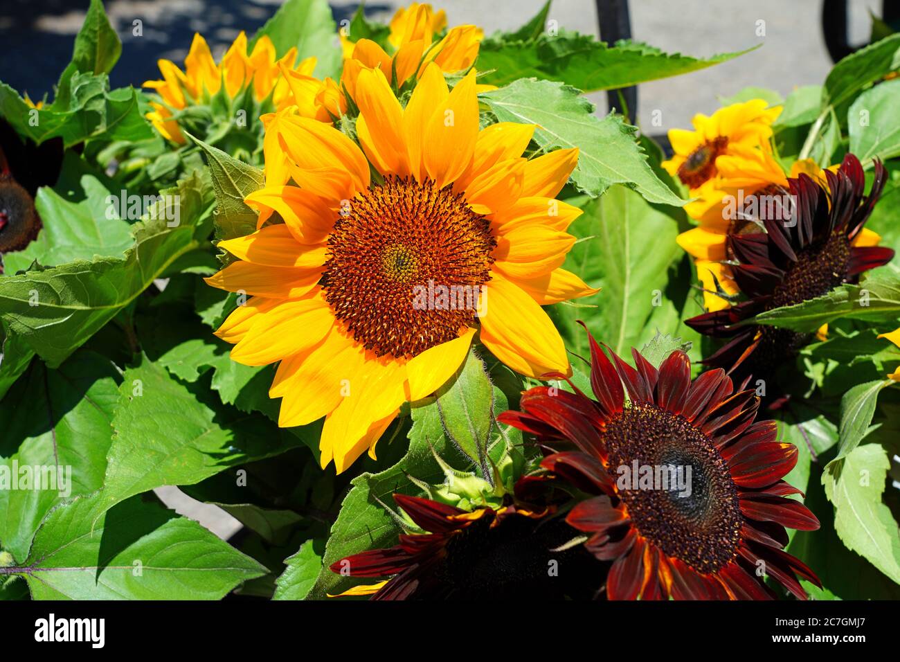 Maroon sunflower hi-res stock photography and images - Alamy