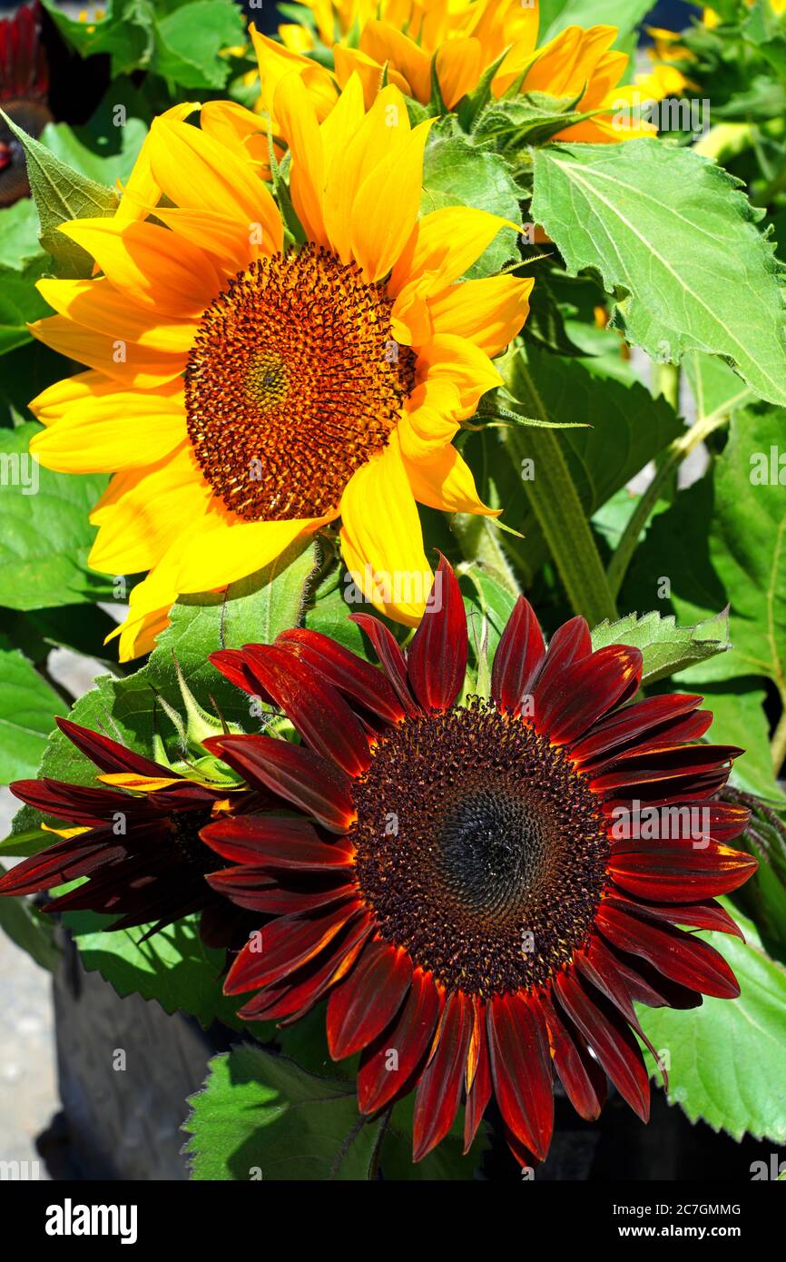 Maroon sunflower hi-res stock photography and images - Alamy