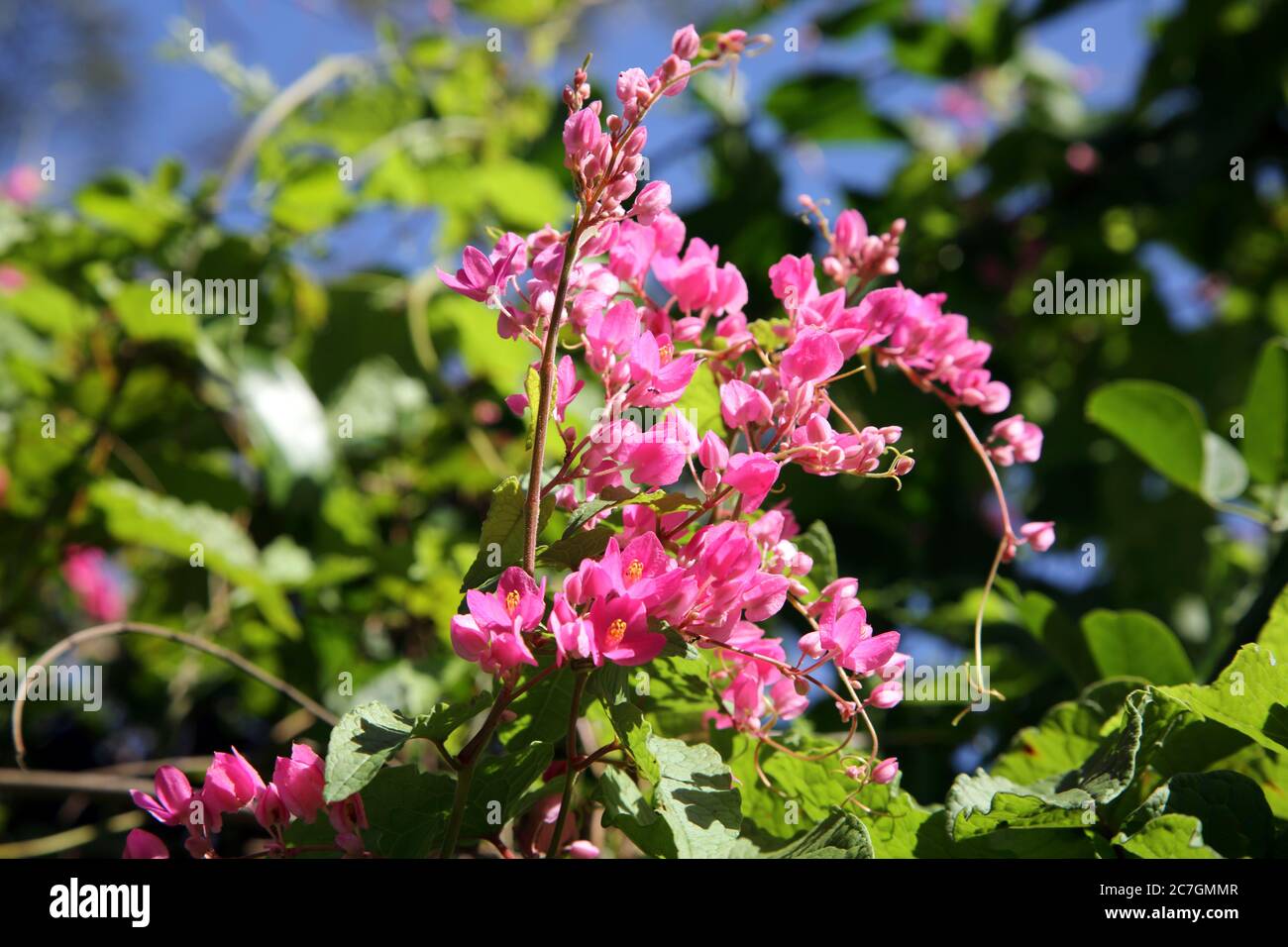 Blossom St High Resolution Stock Photography and Images - Alamy