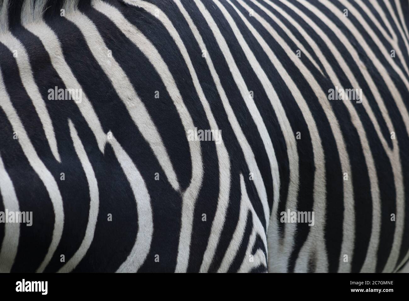 Closeup of a zebra fur - a nice picture for backgrounds and wallpapers ...