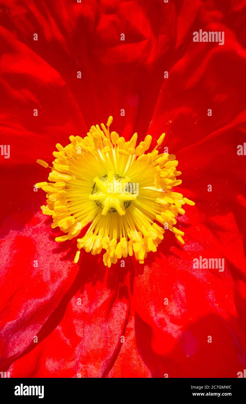 Icelandic poppy hi-res stock photography and images - Alamy