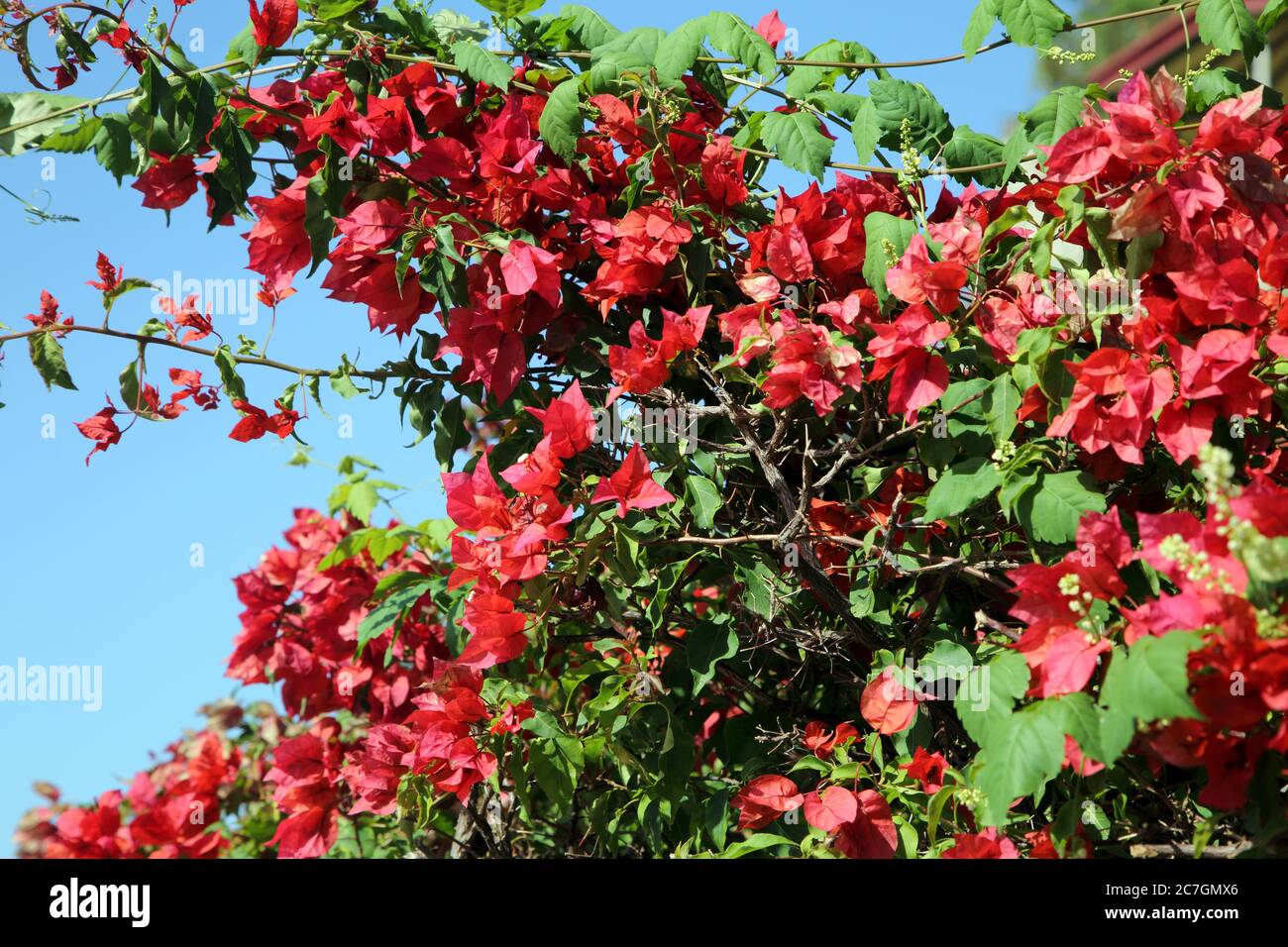 Fort George Grenada Flowers Bougainvillea Stock Photo - Alamy
