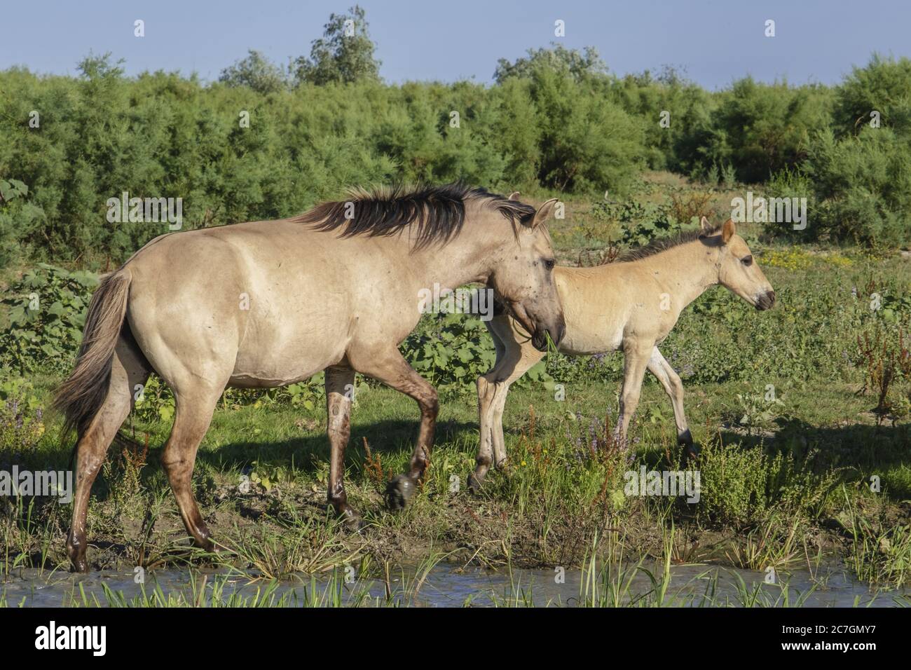Herd of Wild Konik or Polish primitive horse in Danube delta of Ukraine ...