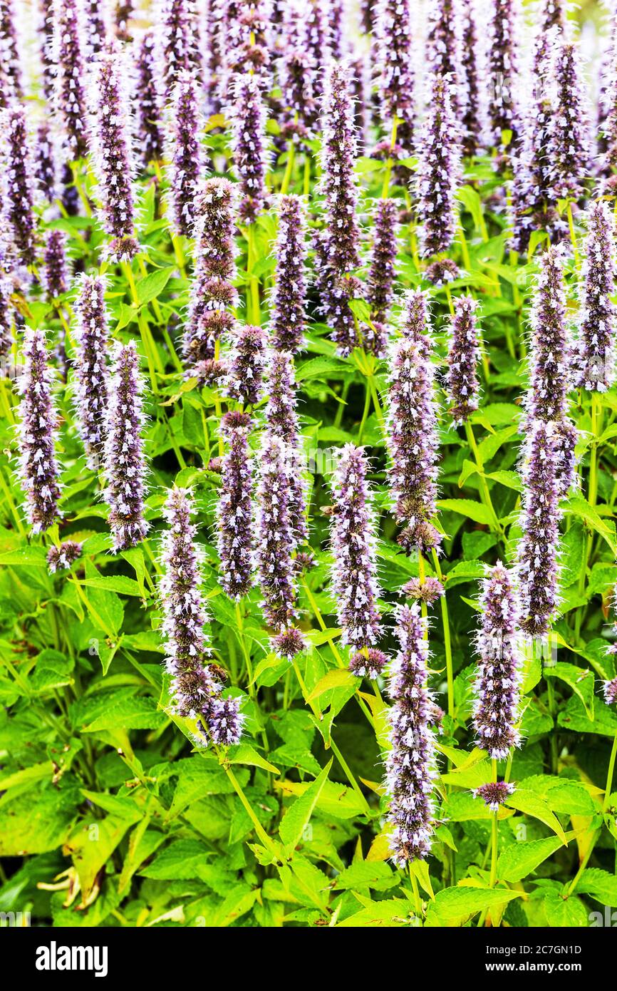 Agastache 'Black Adder' herbaceus plant clump Anise Hyssop Stock Photo - Alamy