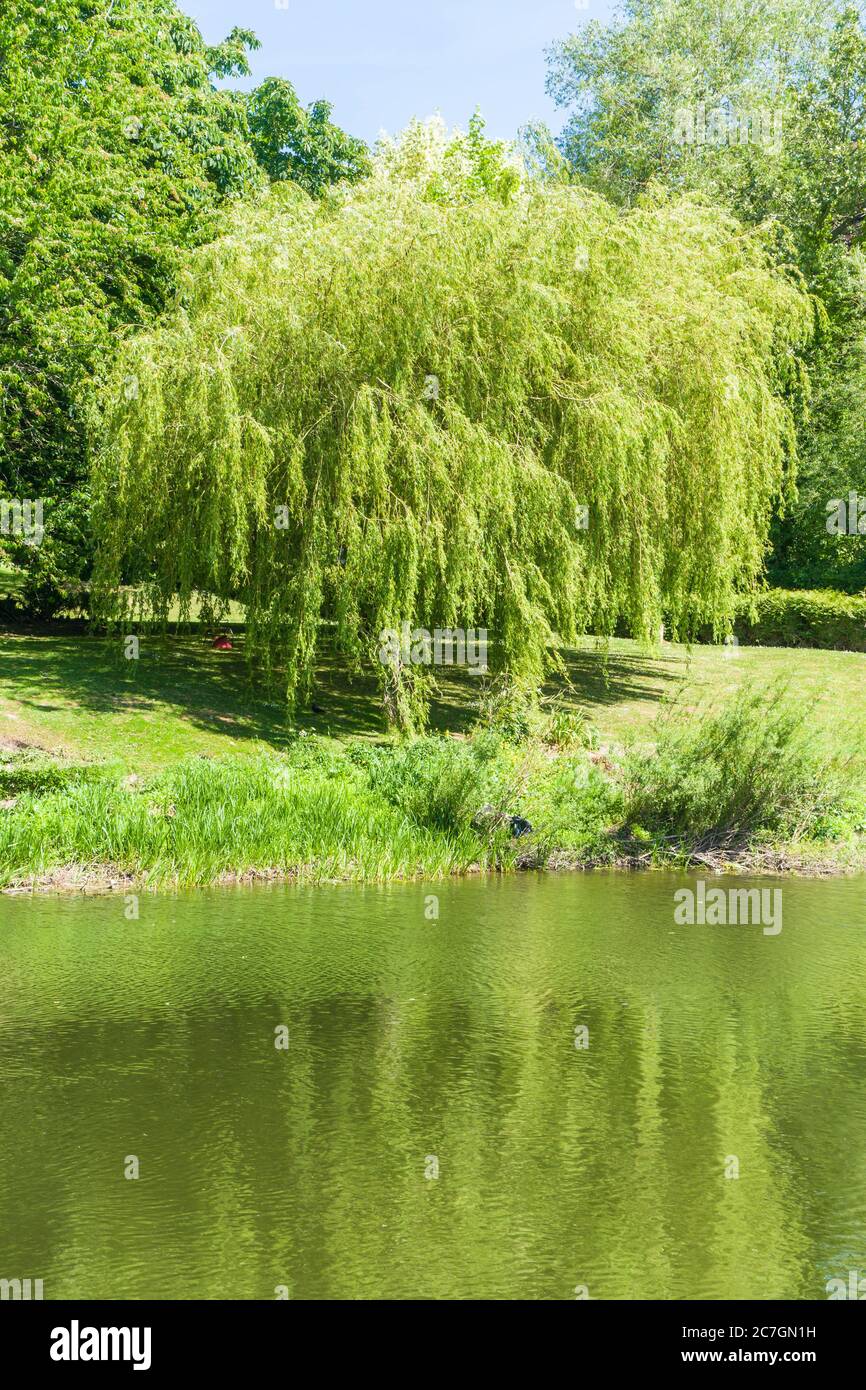Weeping willow tree salix sepulcralis hi-res stock photography and ...